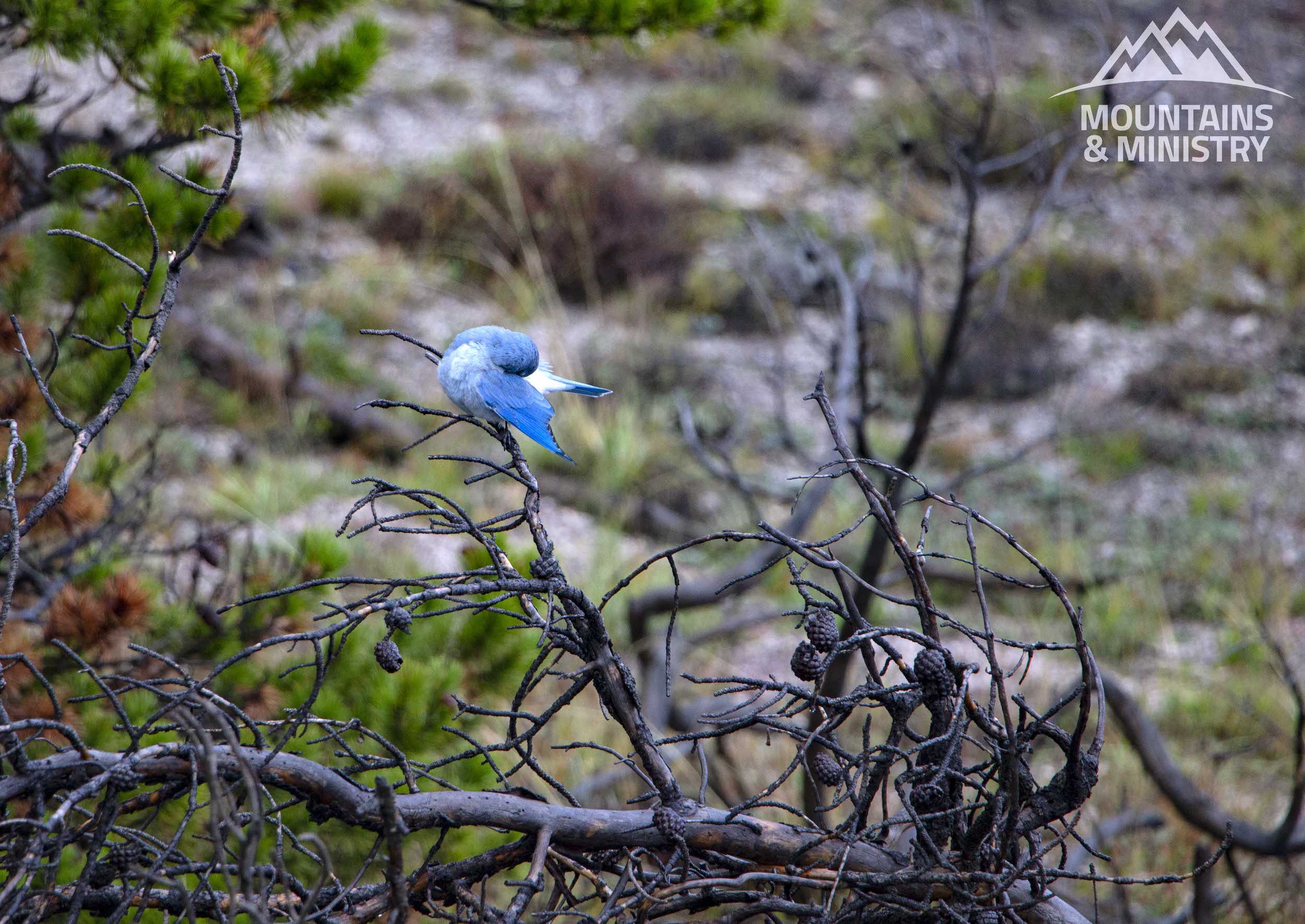 Yellowstone National Park - Mountains and Ministry Blog